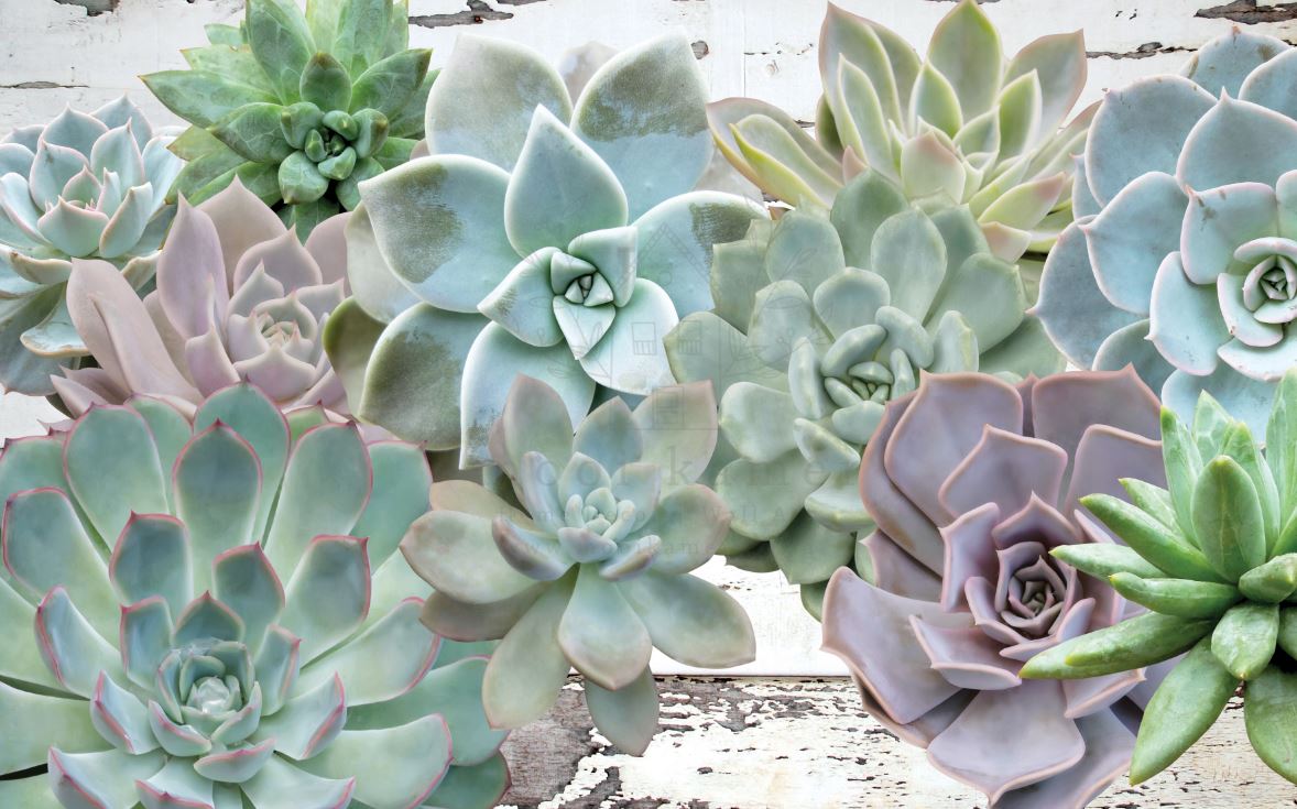 SUCCULENT | VINYL RUG – Mooi Kamer